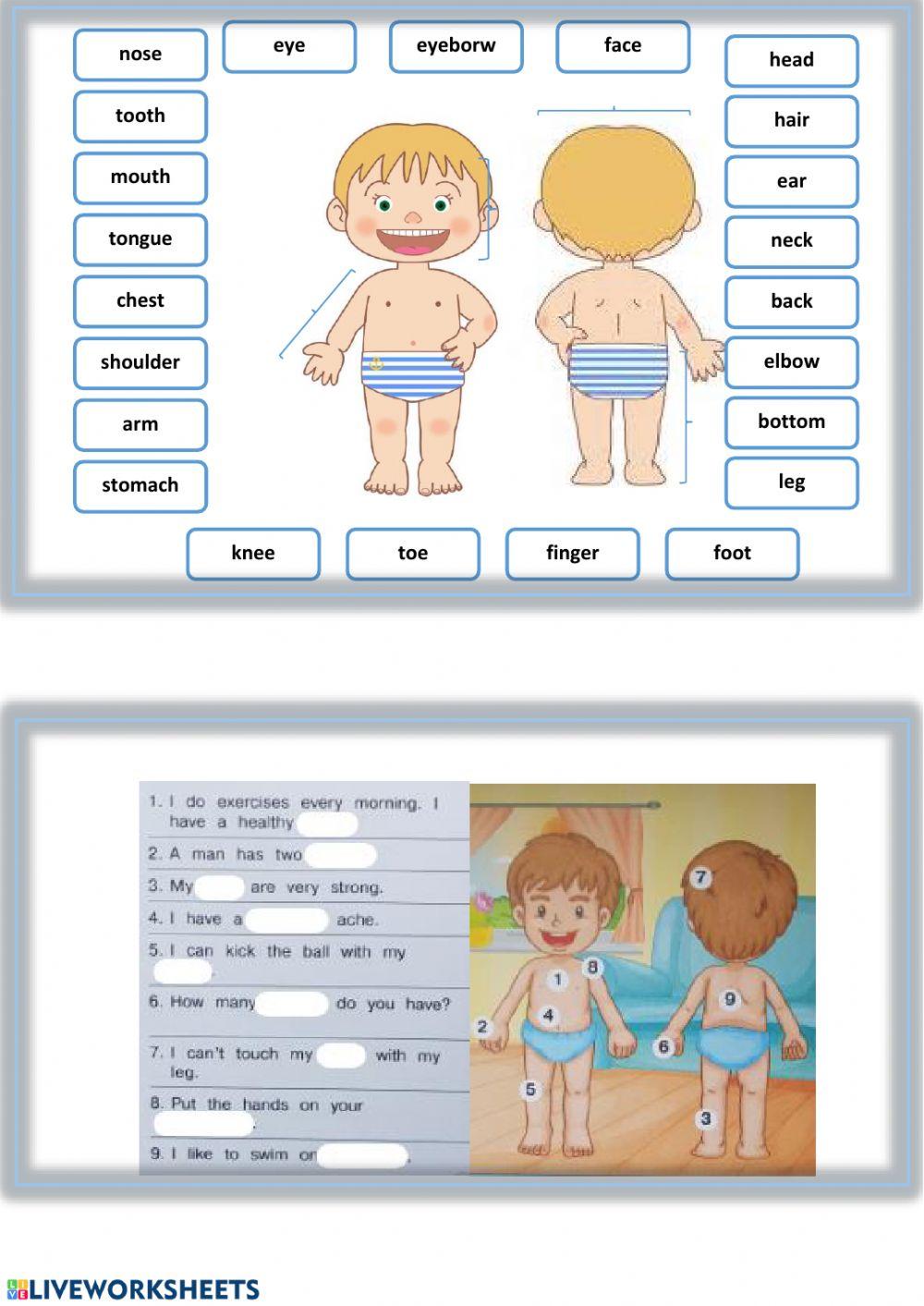 My body (elementary) worksheet | Live Worksheets