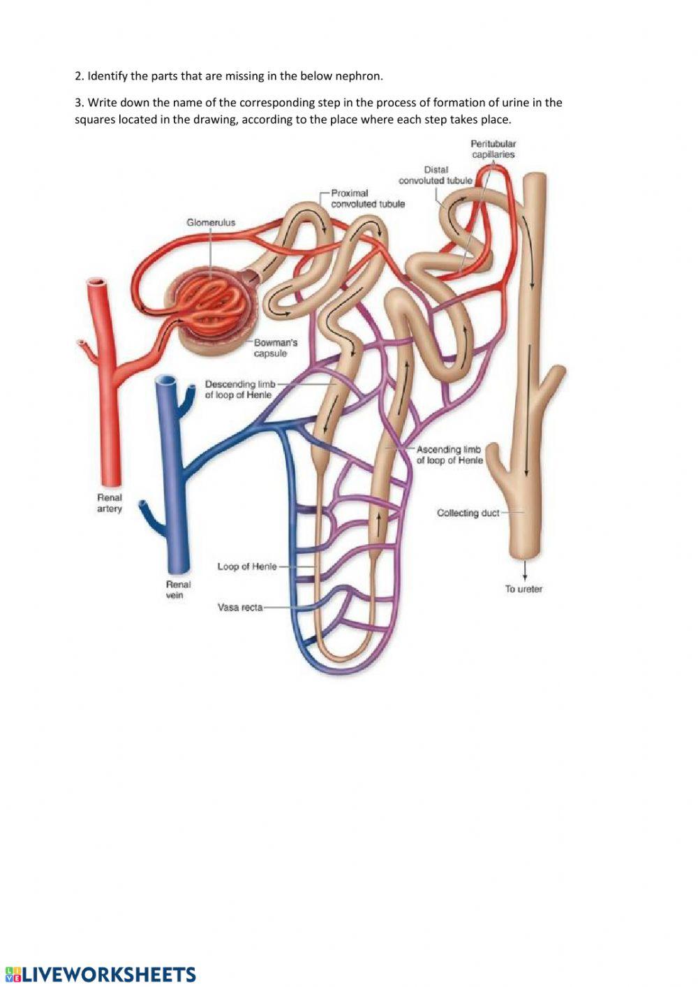 6529708 | Nephrons | mpcava | LiveWorksheets