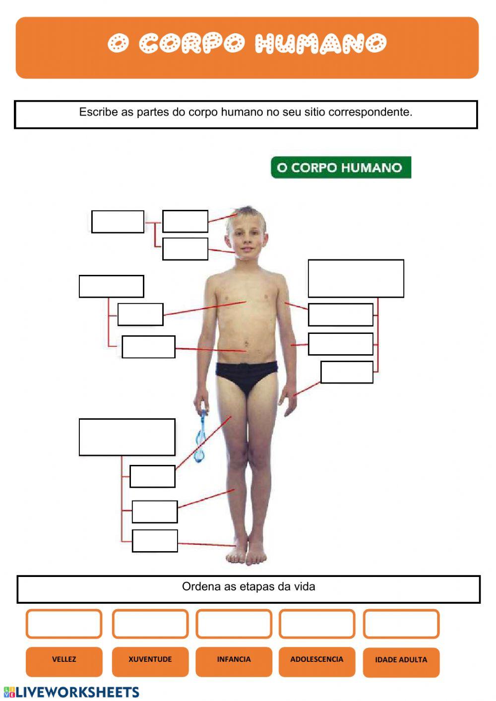 O Corpo Humano Worksheet Live Worksheets