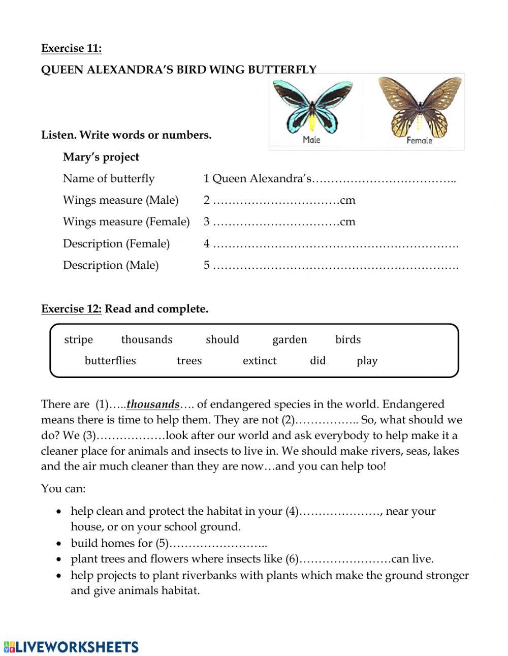 Alexandra bird wing butterflies worksheet | Live Worksheets