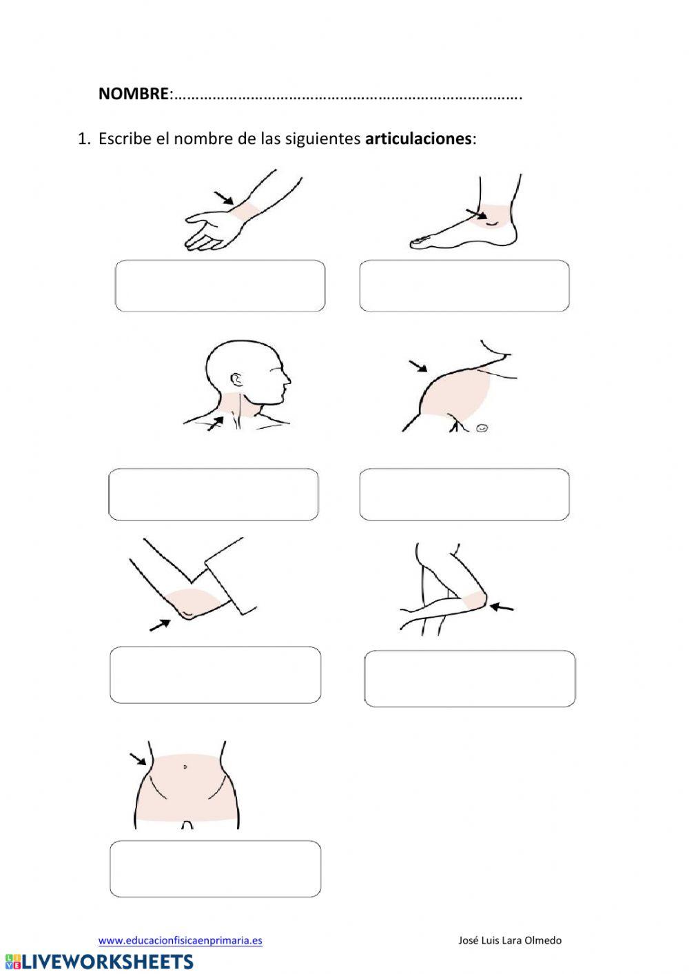 Esquema corporal | Free Interactive Worksheets | 108068