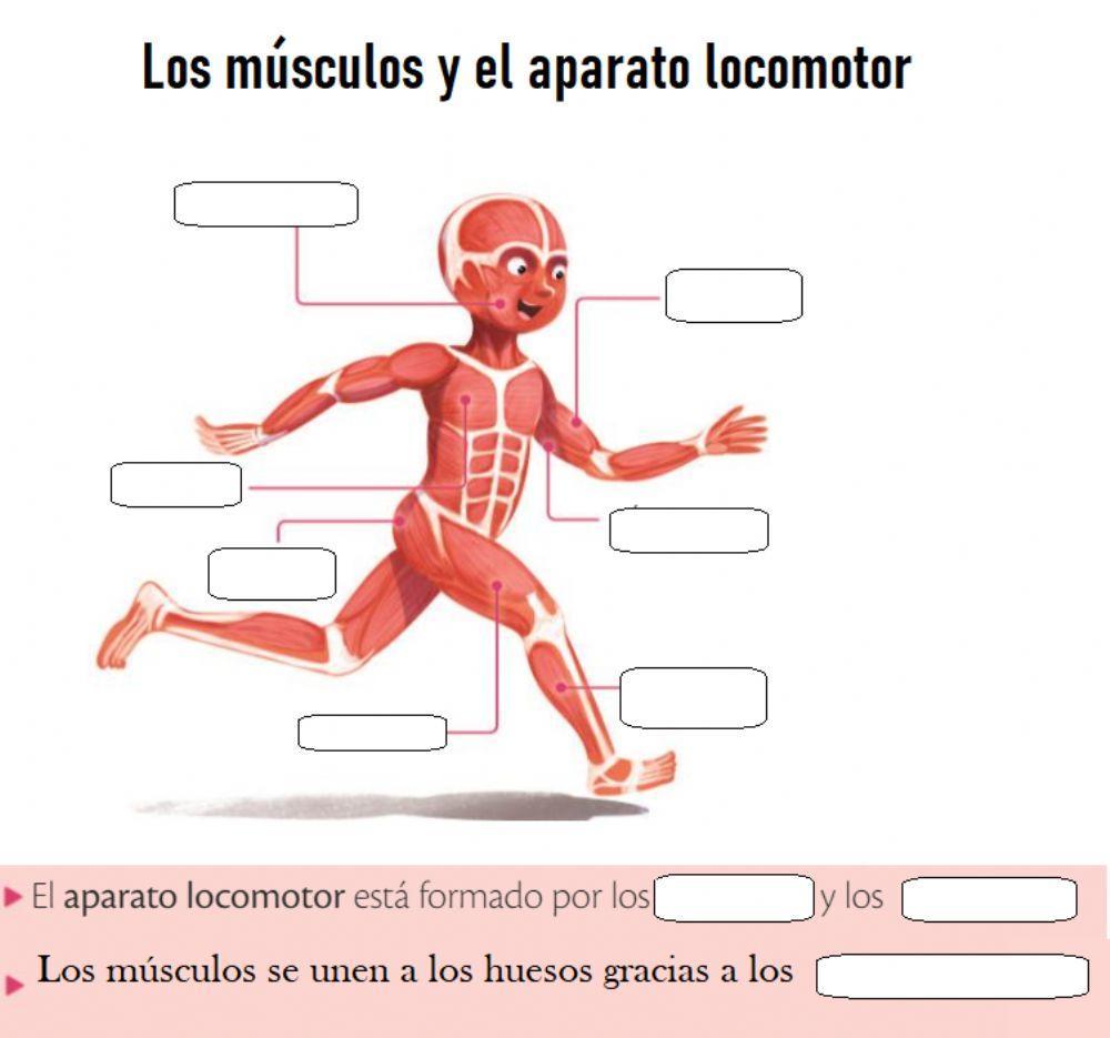 Los músculos | Free Interactive Worksheets | 108669