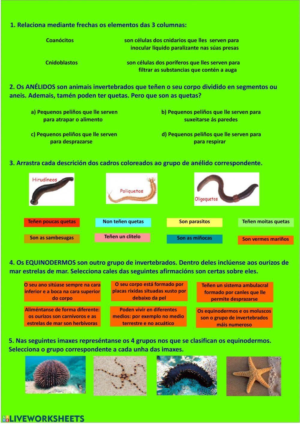 110392 | Invertebrados 2 | Roberto Amarelle Garabán