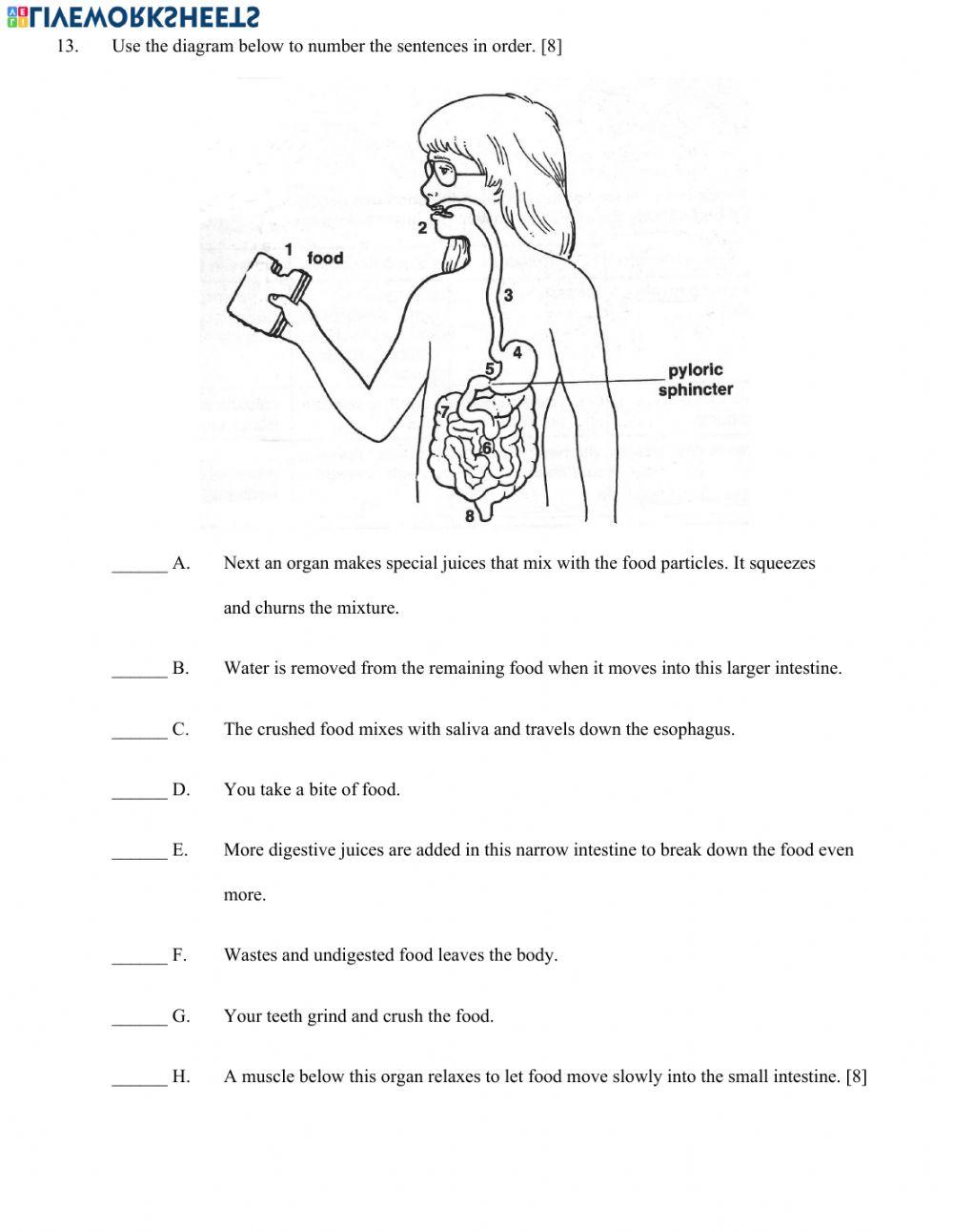 The Digestive S… | Free Interactive Worksheets | 5499460