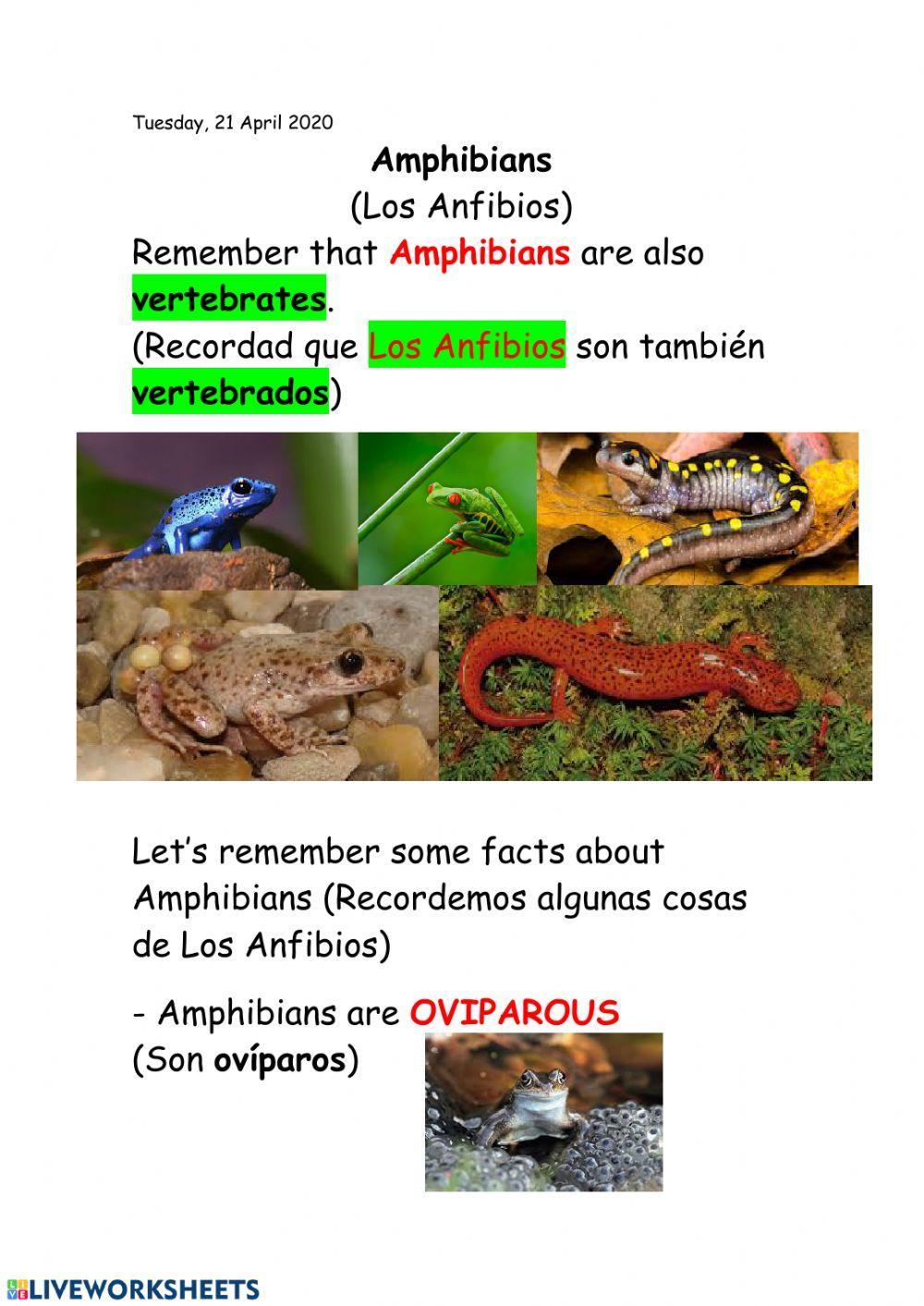 Amphibians | Free Interactive Worksheets | 115253