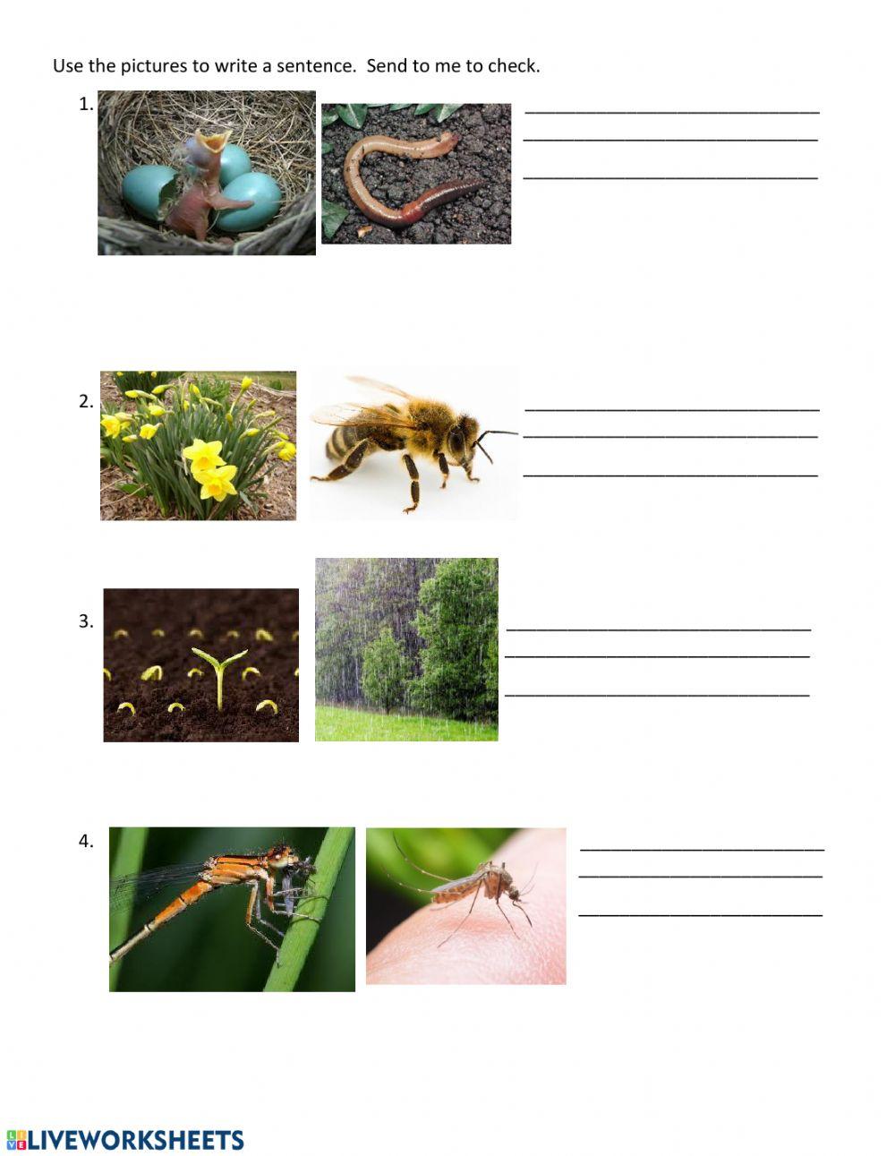 Spring 116836 | Amber Velasquez | Live Worksheets