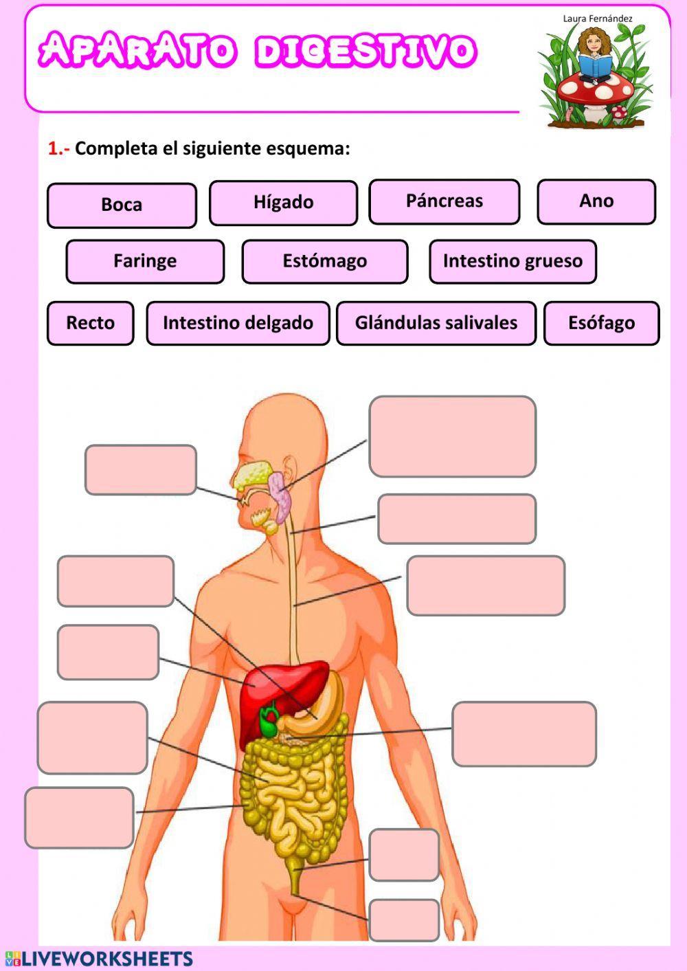 Fichas Interactivas Sistema Digestivo - Image to u Fichas Interactivas Sistema Digestivo - Image to u