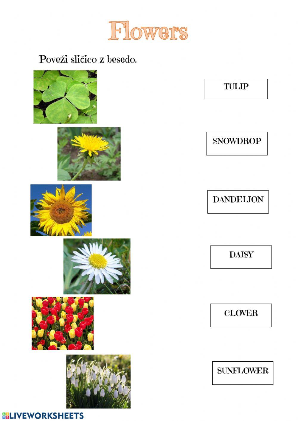 Flowers | Live Worksheets
