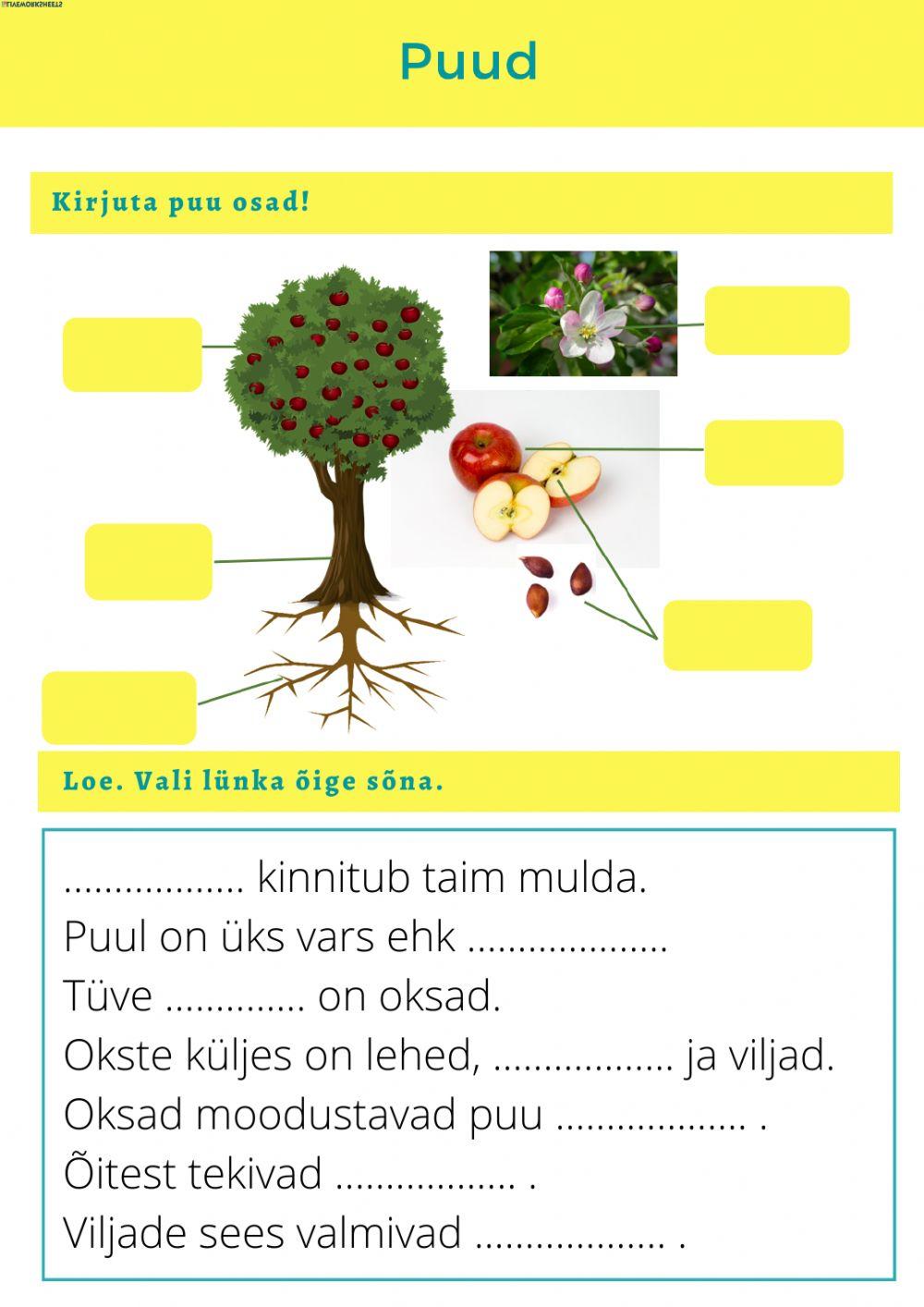 Puud | Free Interactive Worksheets | 113205