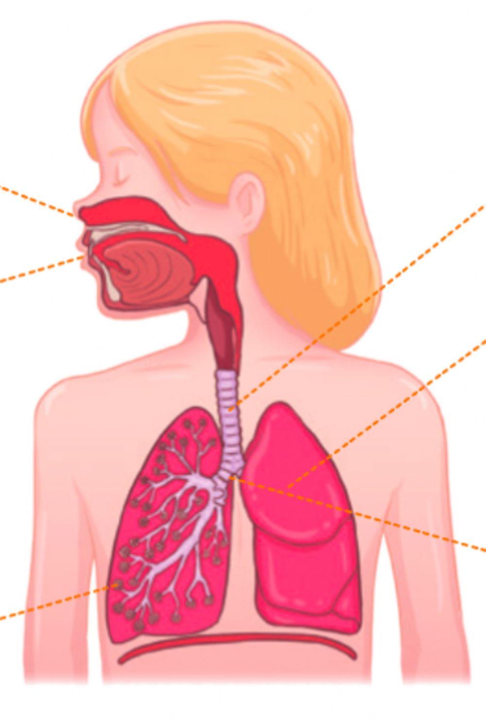 Respiratory System online activity | Live Worksheets