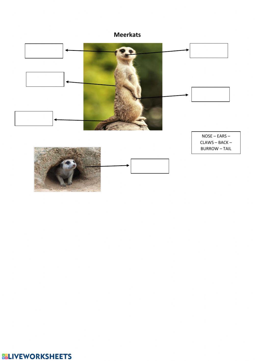 Meerkats-Parts of their body online exercise for | Live Worksheets