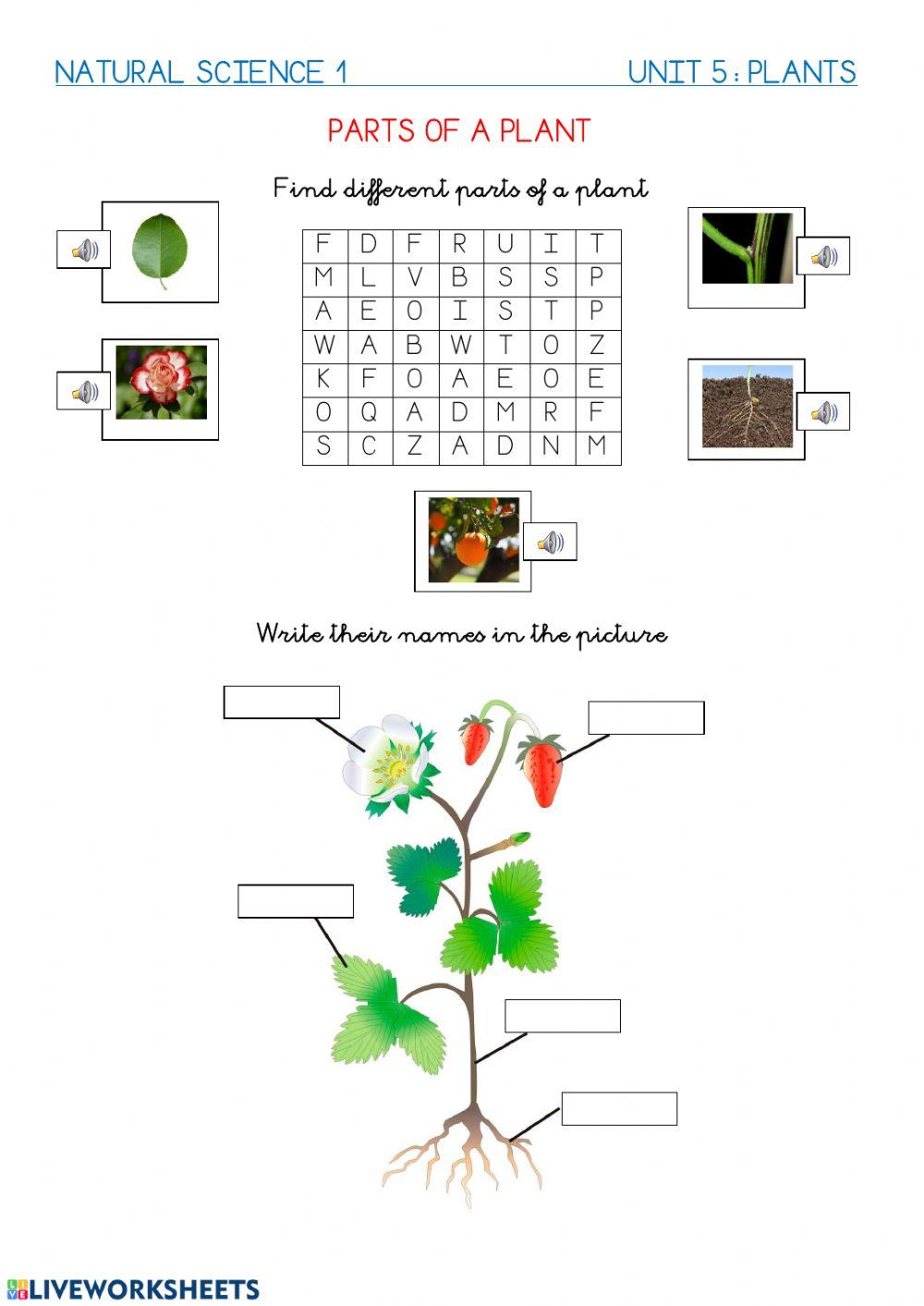 Plants | Free Interactive Worksheets | 130817