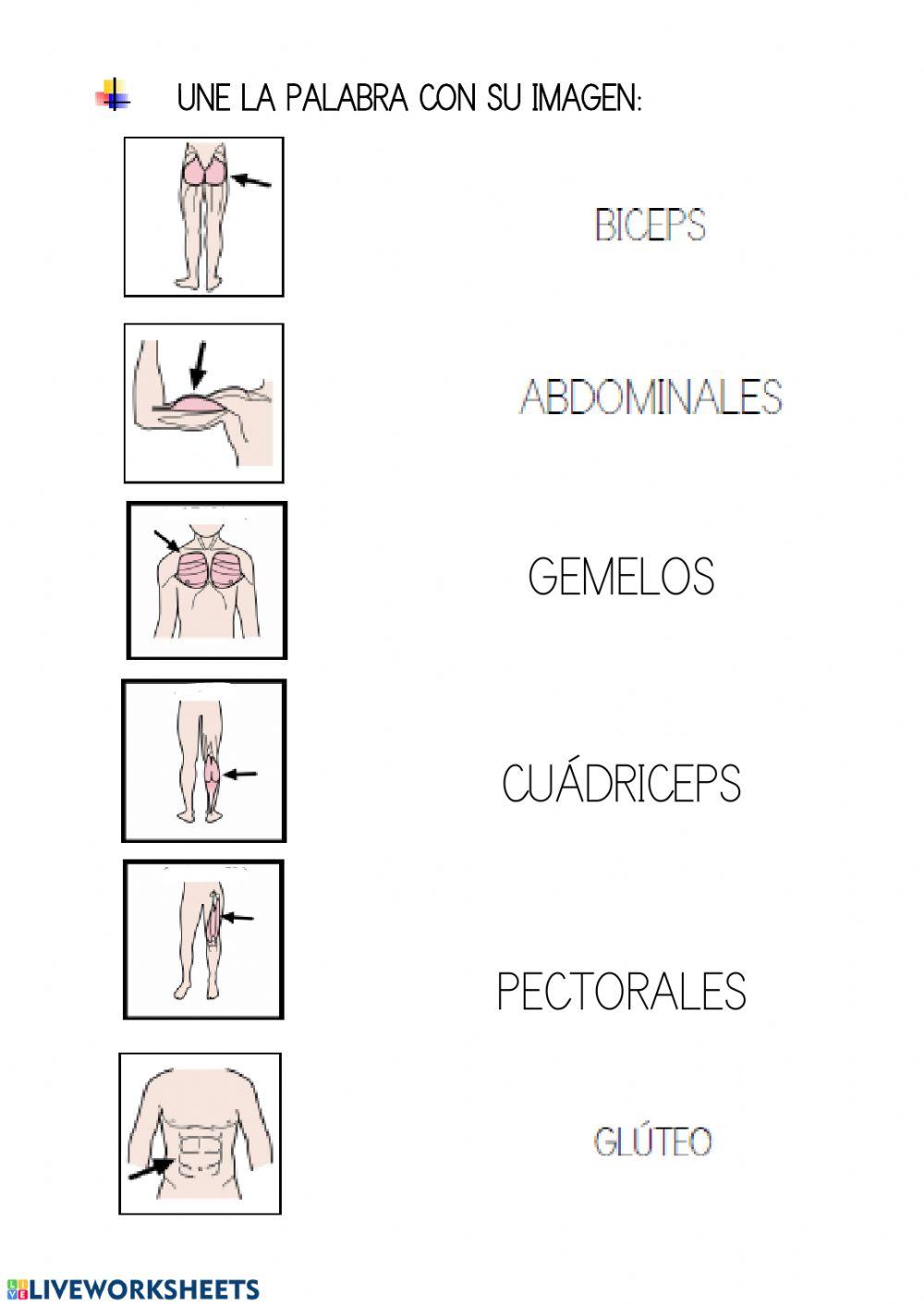 132790 | Los músculos | CristinaRomero | LiveWorksheets