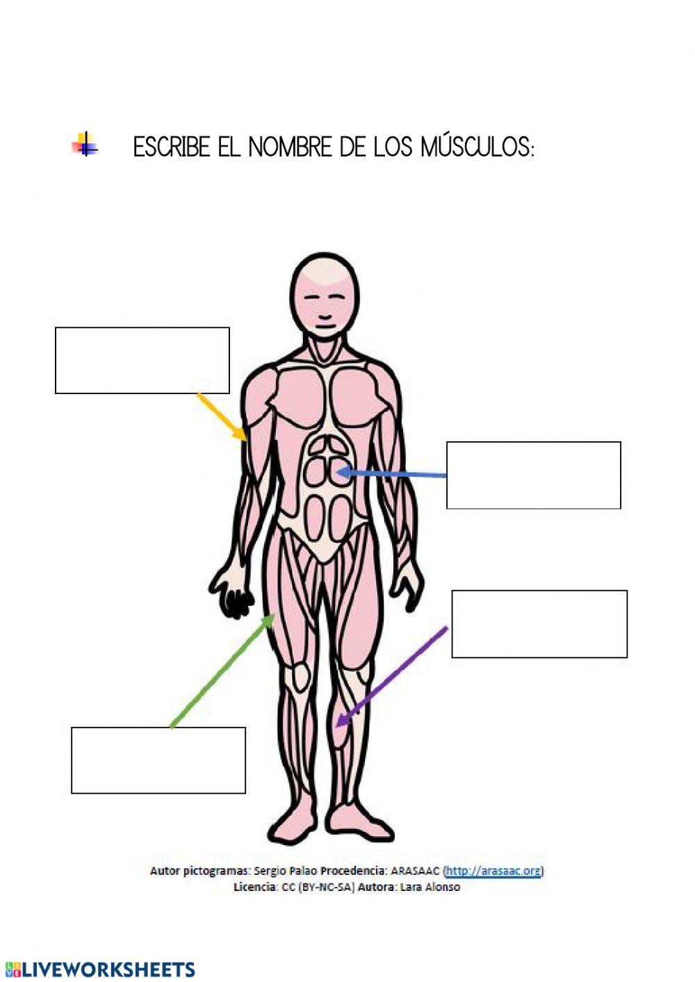 132790 | Los músculos | CristinaRomero | LiveWorksheets