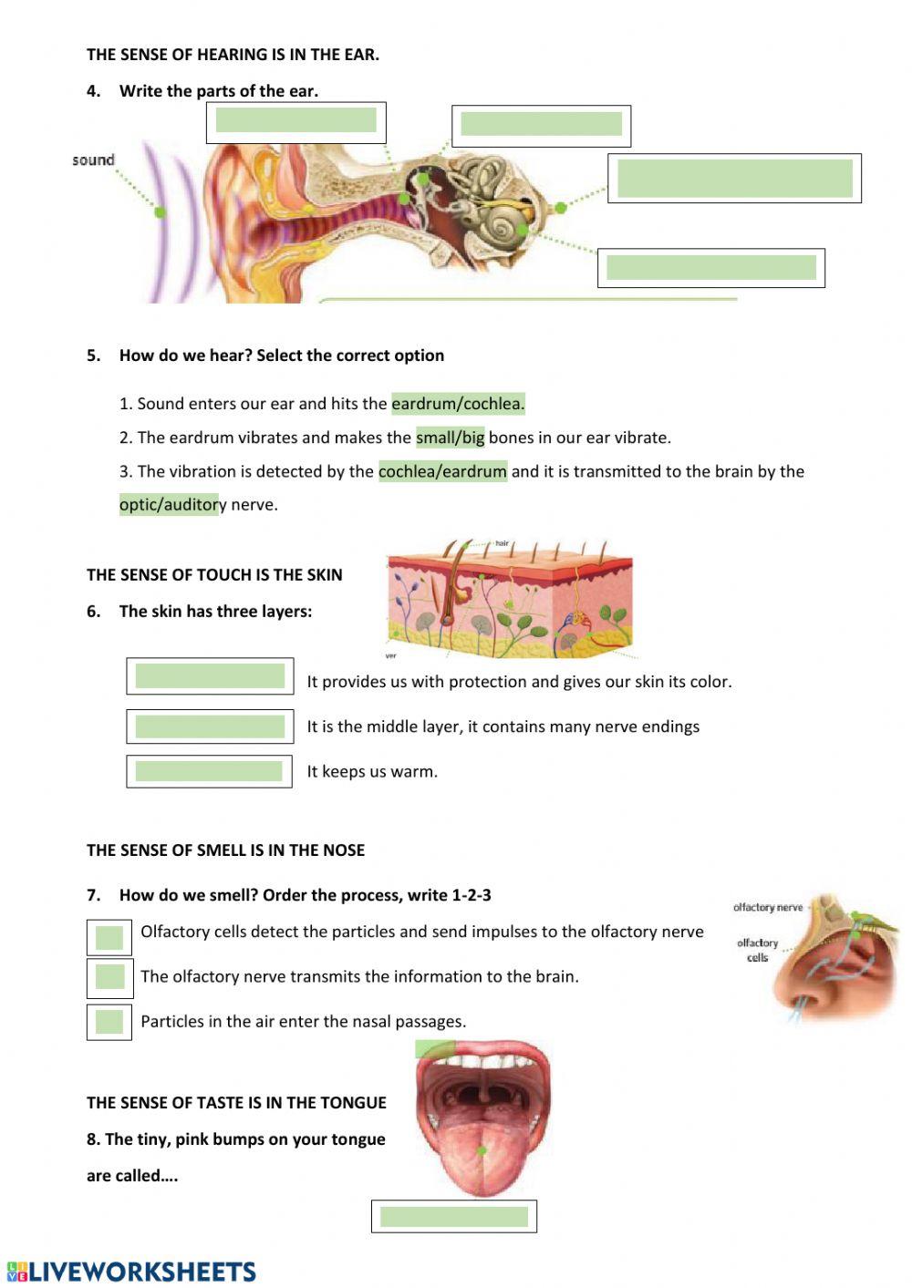 133831 | The 5 senses | Eva_Ramos | LiveWorksheets