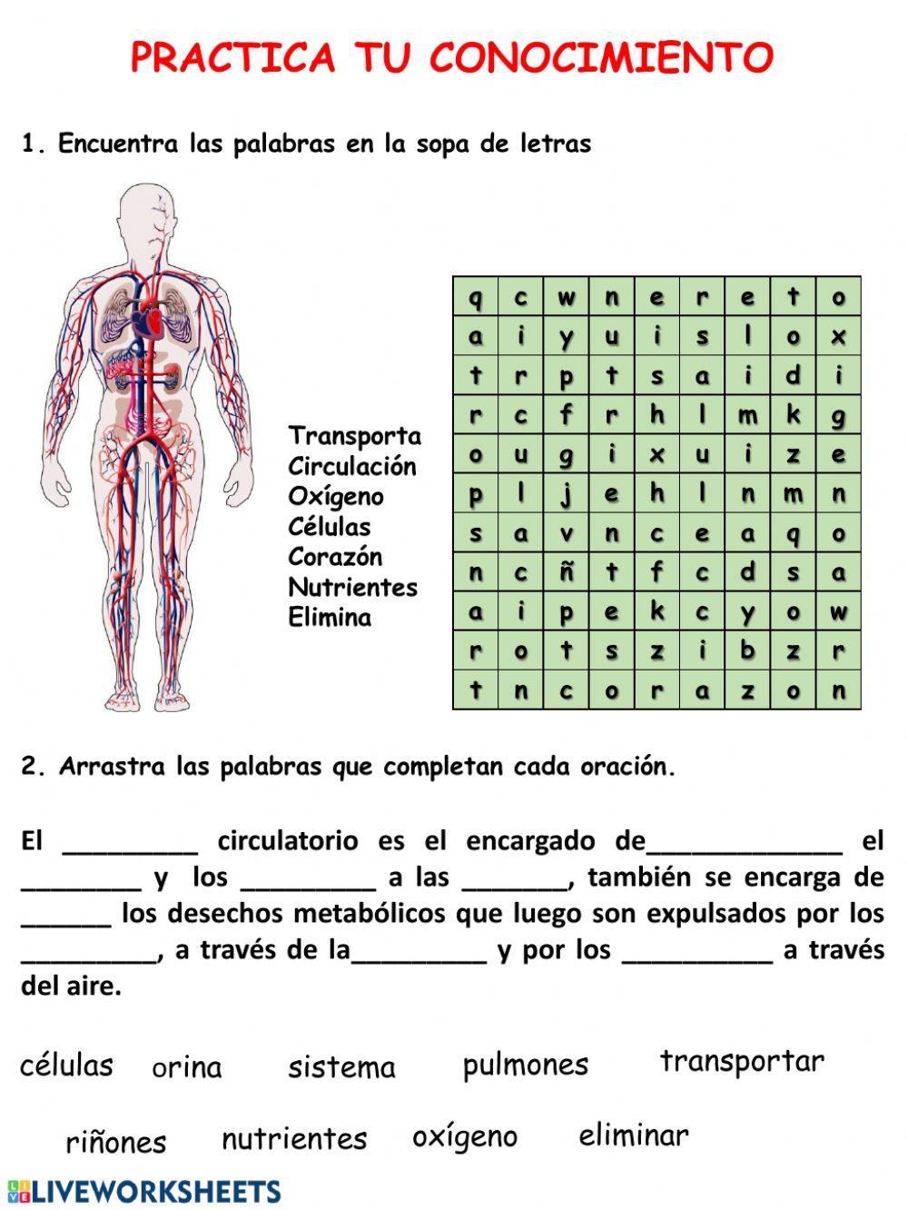 Sopa De Letras Del Sistema Respiratorio - MXEDUSA