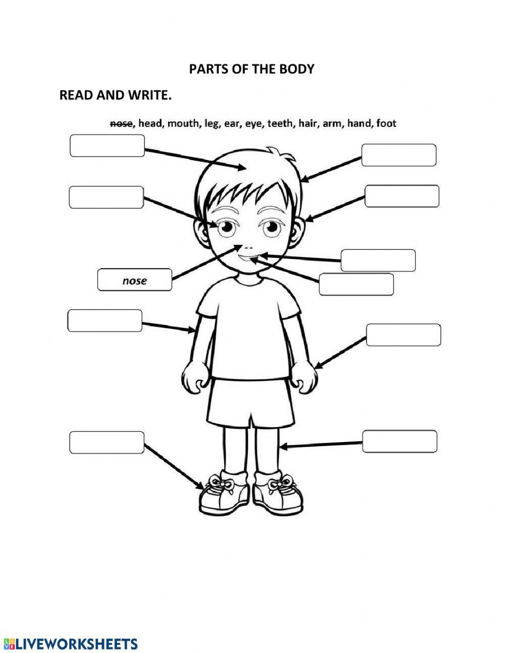 Parts Of The Body Worksheet Live Worksheets parts-of-the-body-worksheet-live-worksheets