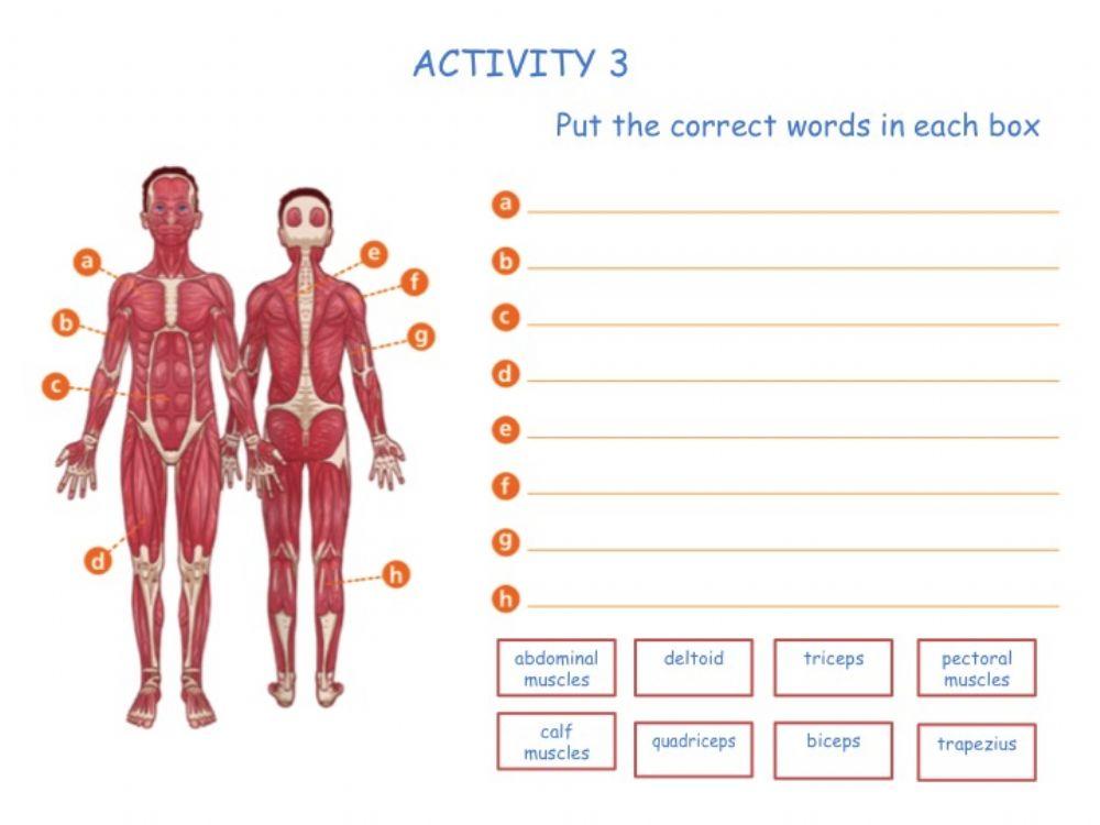 Muscles | Live Worksheets