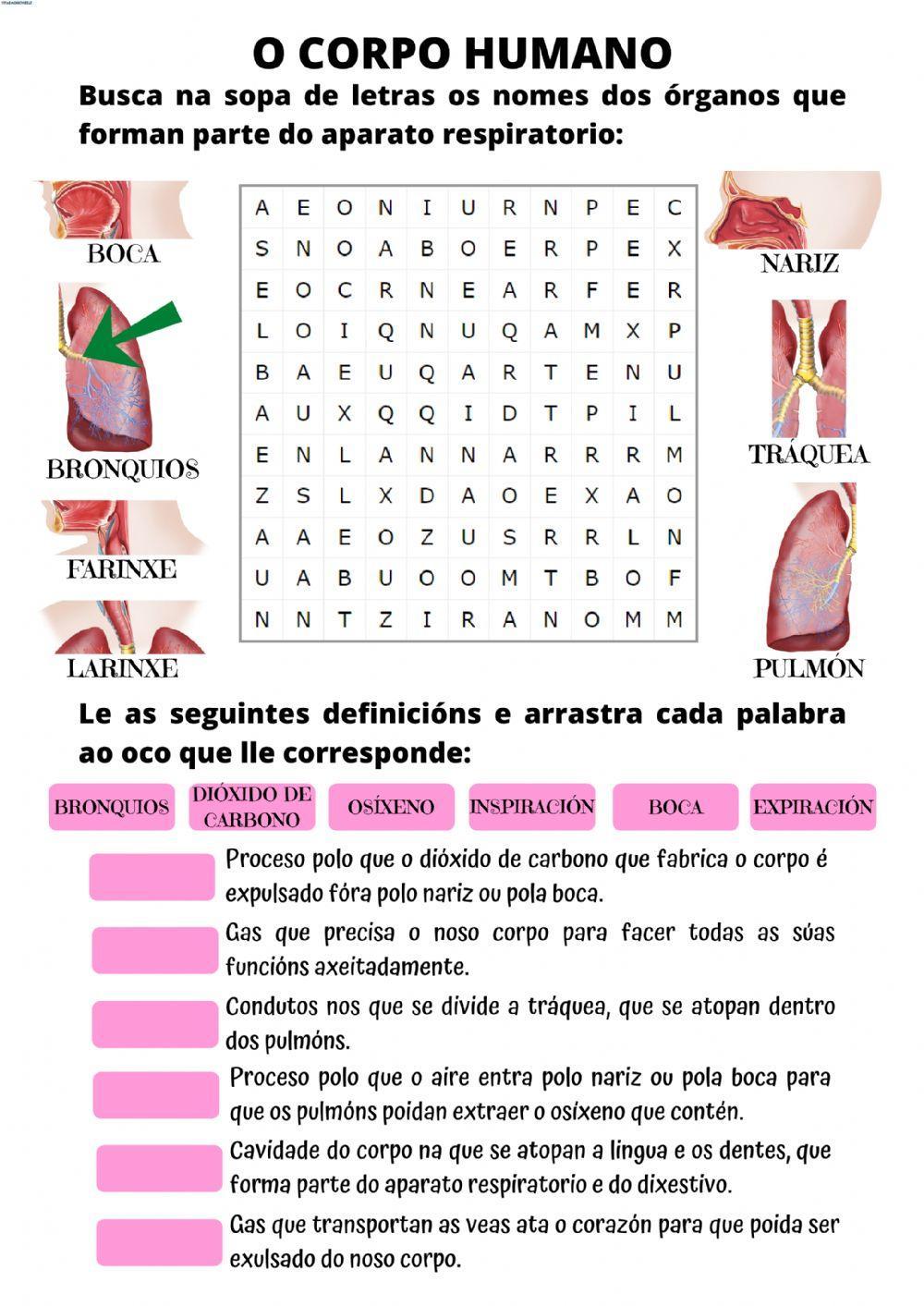 O Corpo Humano Online Worksheet Live Worksheets