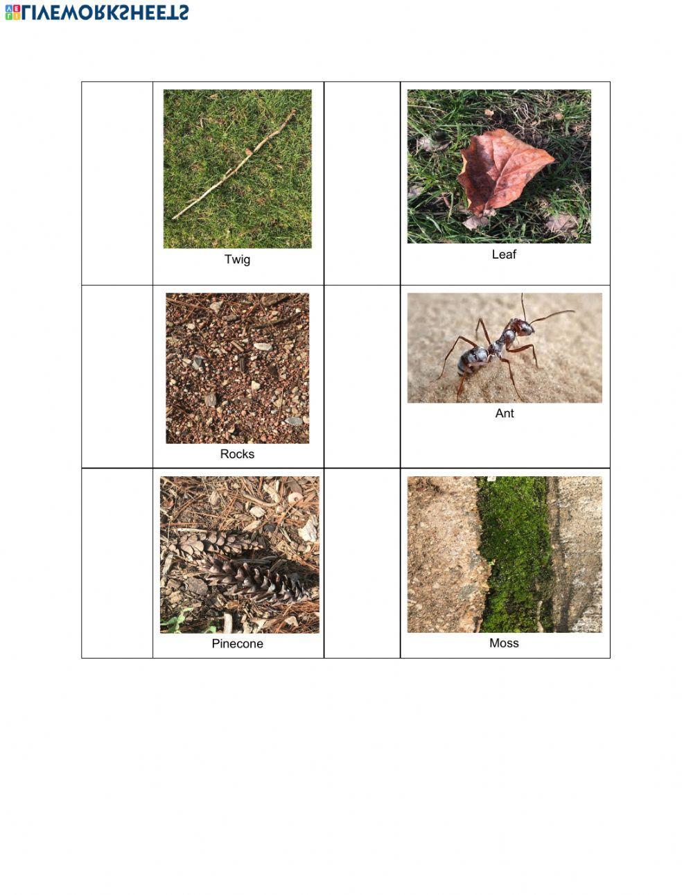 Nature Scavenger Hunt worksheet | Live Worksheets