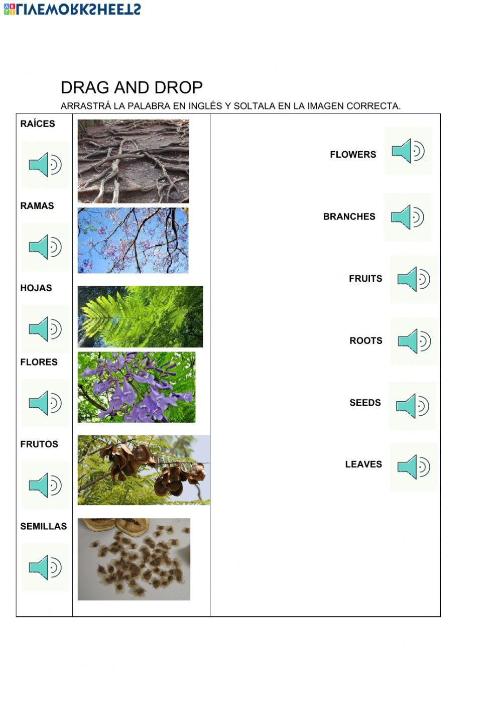 Parts of a tree: jacaranda worksheet | Live Worksheets