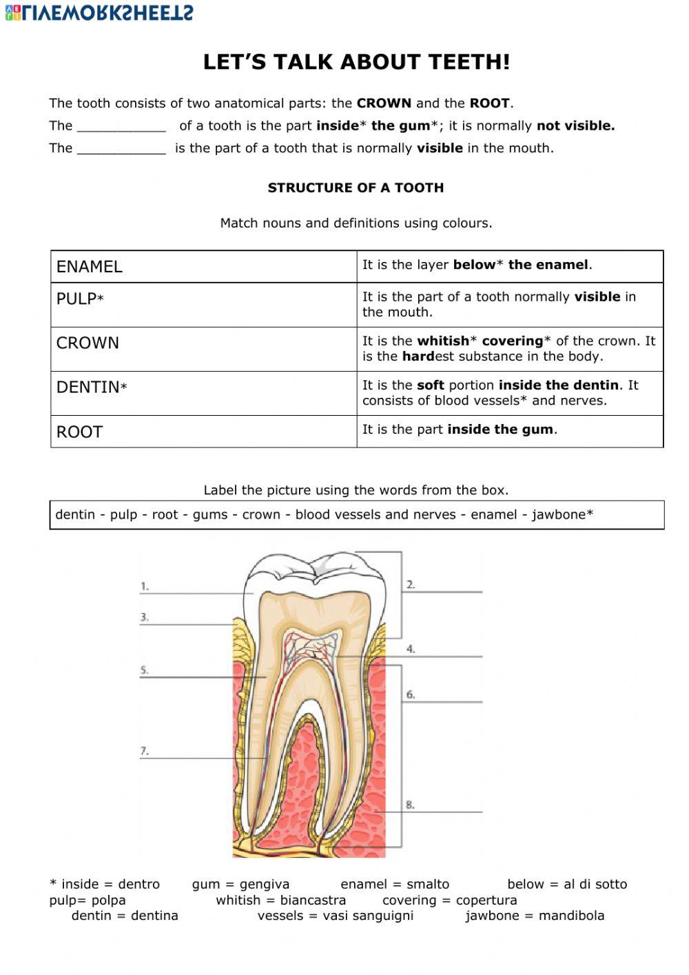 Tooth structure | Free Interactive Worksheets | 84229