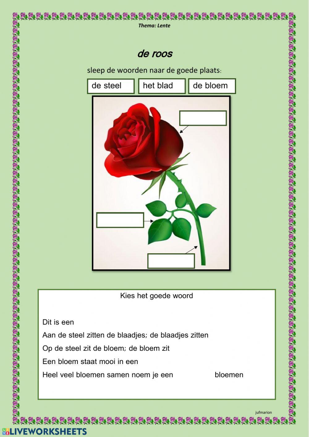 De roos worksheet | Live Worksheets