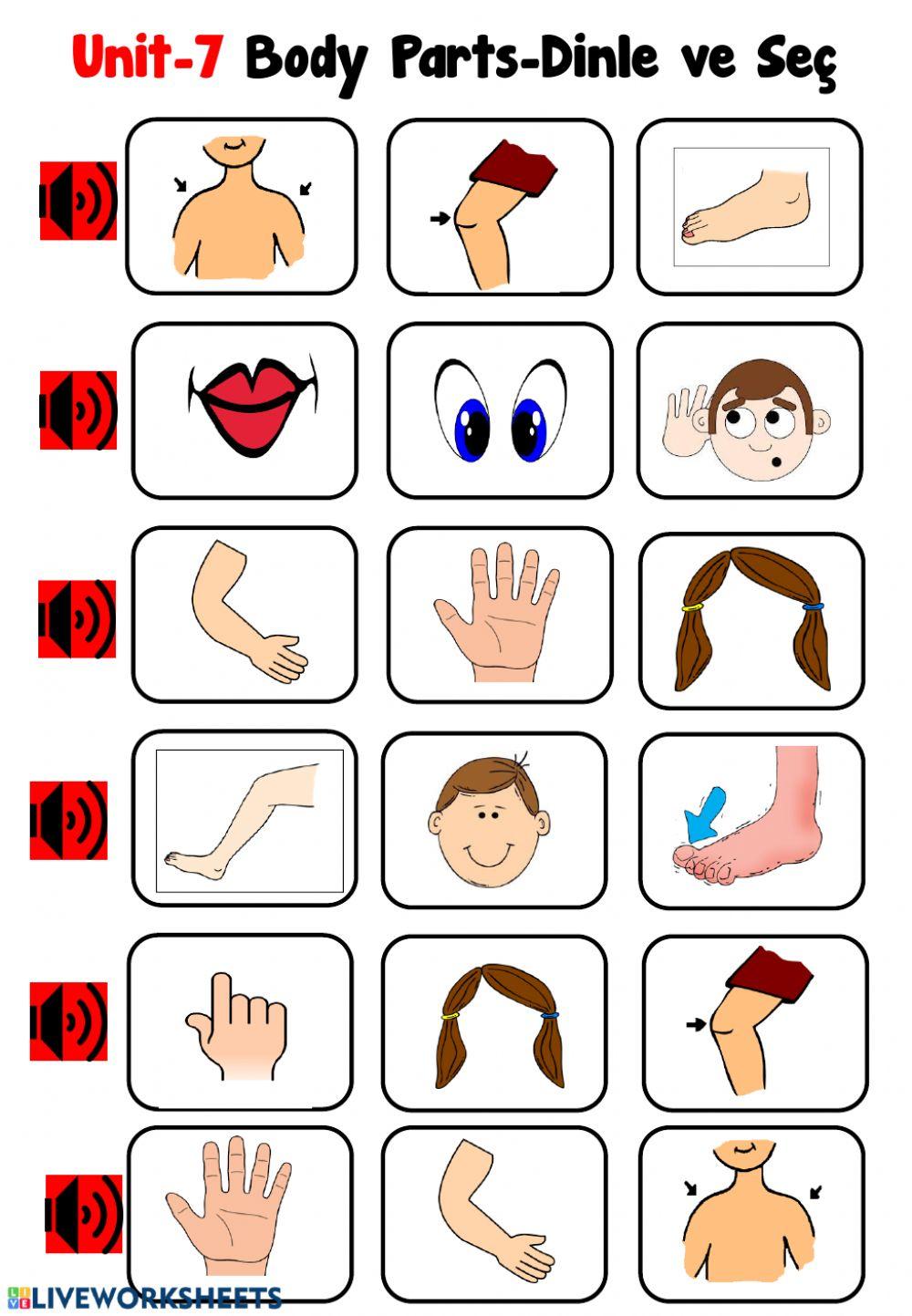 87406 | Pets-Body Listen and choose | Elif Abacı