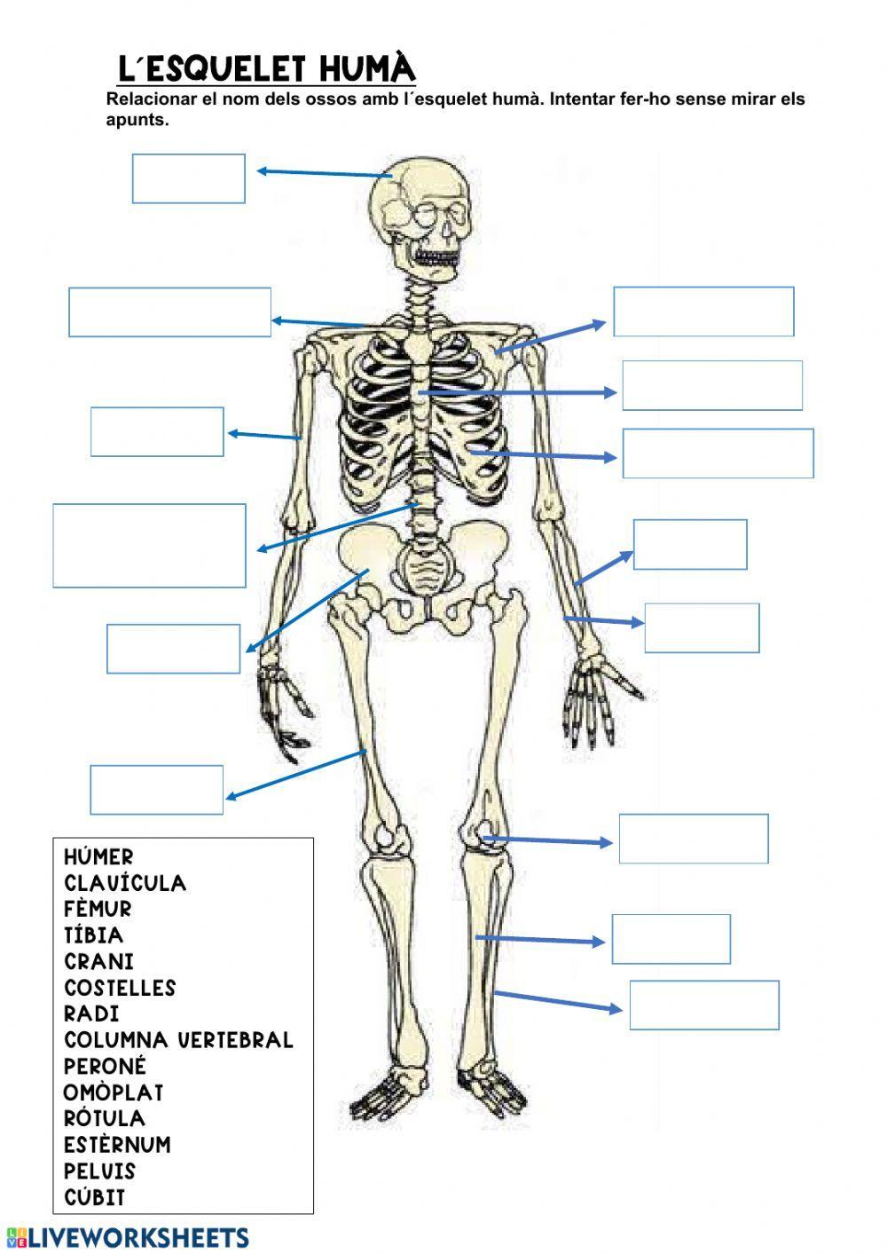 L-esquelet humà… | Free Interactive Worksheets | 87494