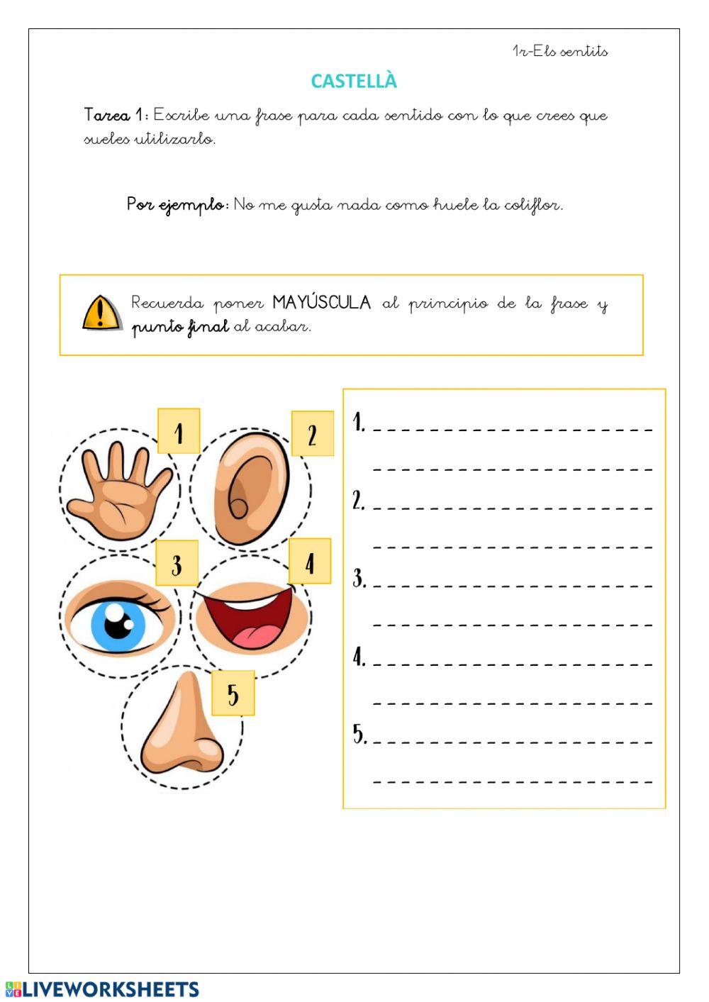 Els sentits 18-05 worksheet | Live Worksheets