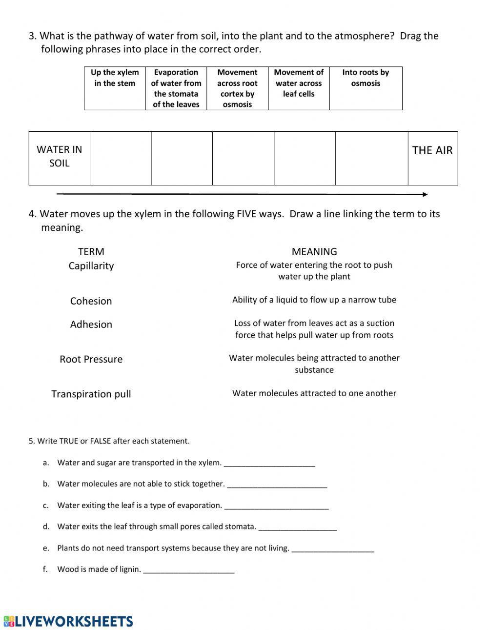 Plant transport… | Free Interactive Worksheets | 144352