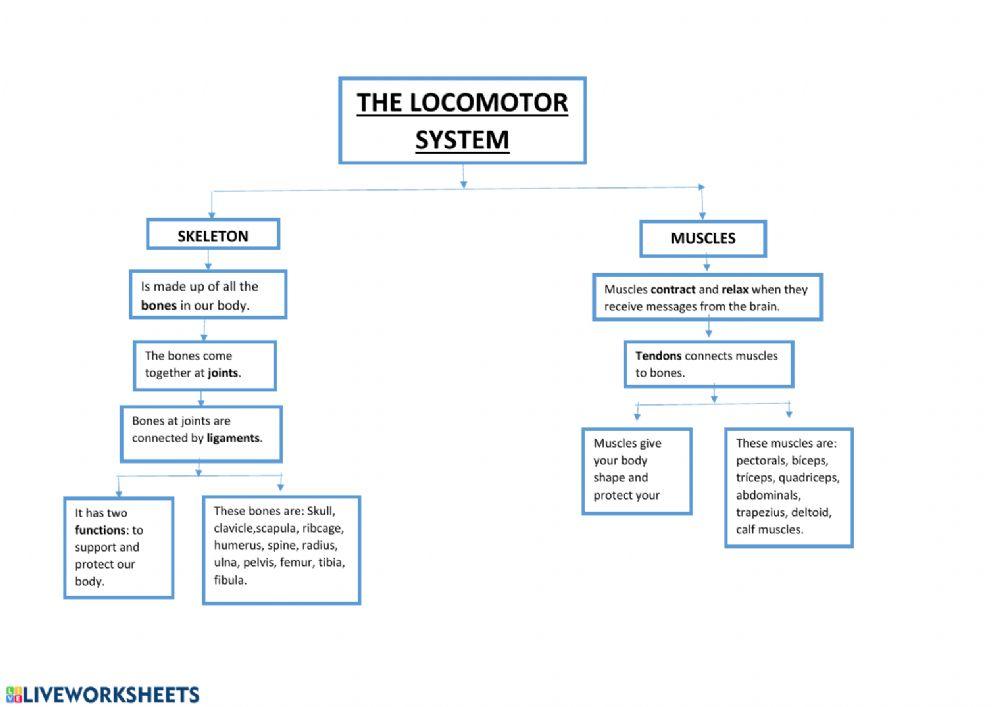 Unit 2 Informative scheme Locomotor System worksheet | Live Worksheets