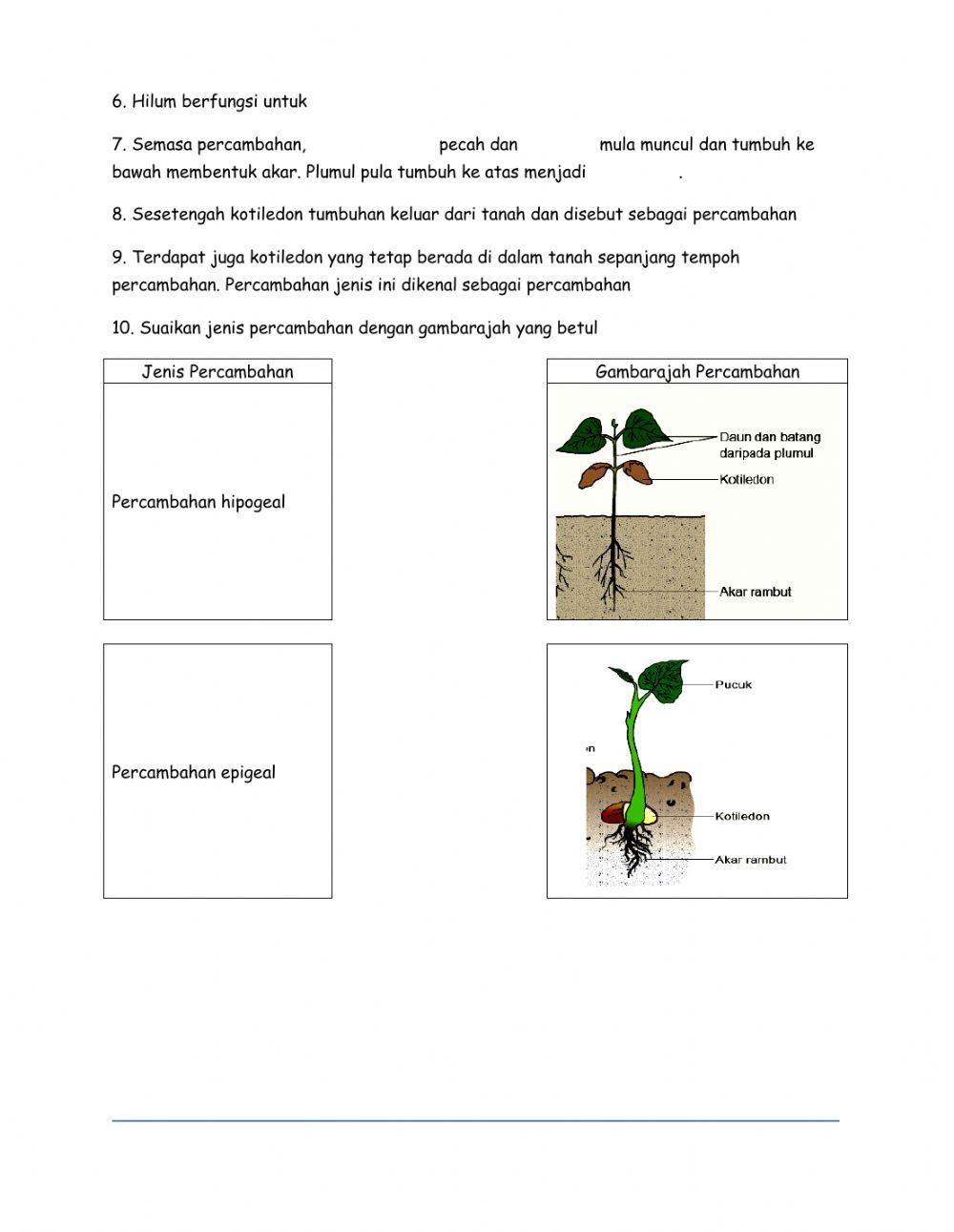 Percambahan biji benih & Pendebungaan worksheet | Live Worksheets