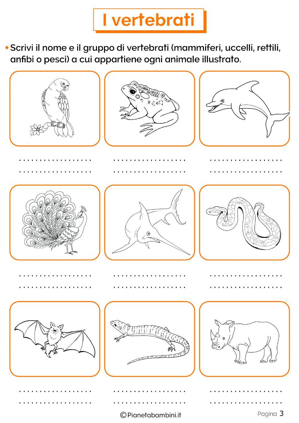 Vertebrati - pi… | Free Interactive Worksheets | 5623237