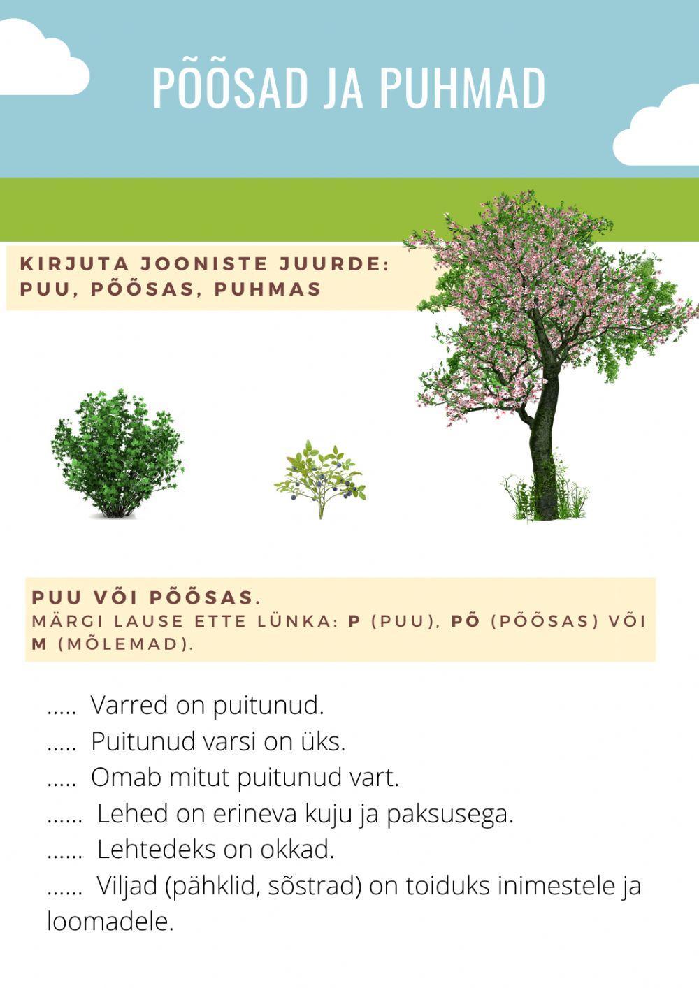 Põõsad ja puhmad worksheet | Live Worksheets