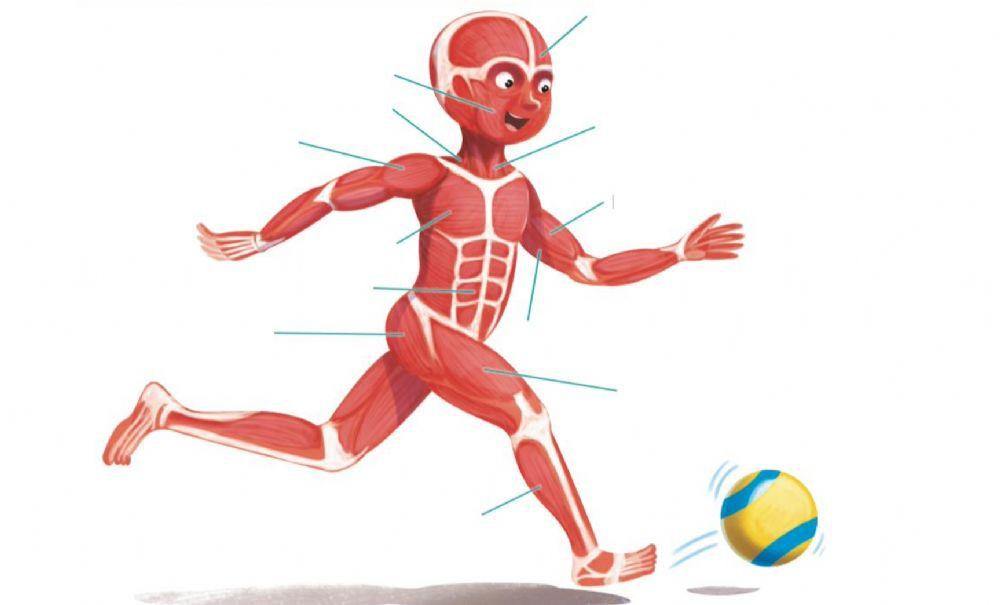 Os músculos interactive worksheet | Live Worksheets