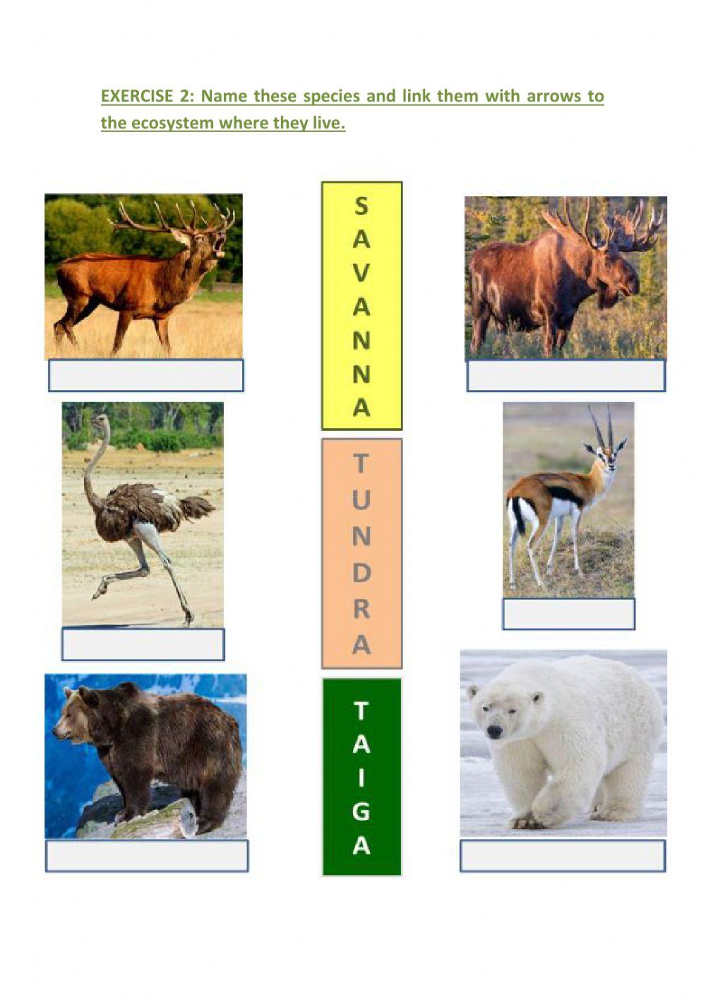 TERRESTRIAL BIOMES online exercise for | Live Worksheets