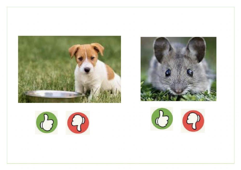 It is true? Animals I worksheet | Live Worksheets