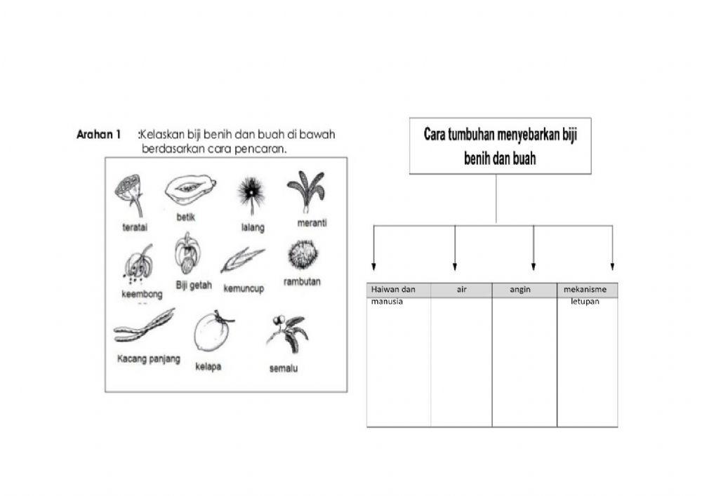 Pencaran biji benih worksheet | Live Worksheets