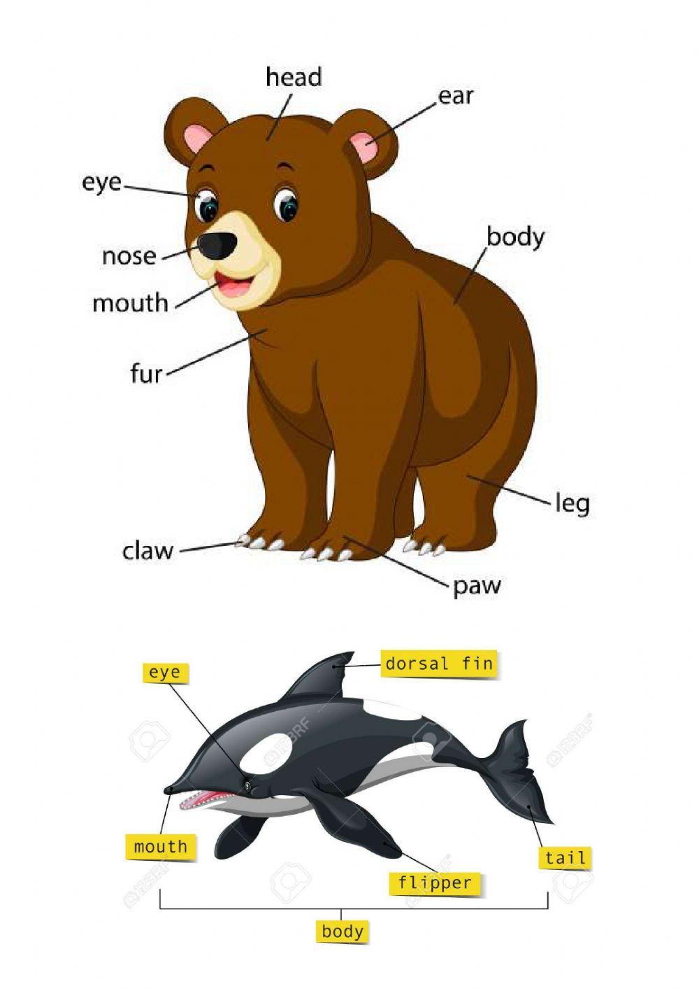 Parts of the bo… | Free Interactive Worksheets | 181560