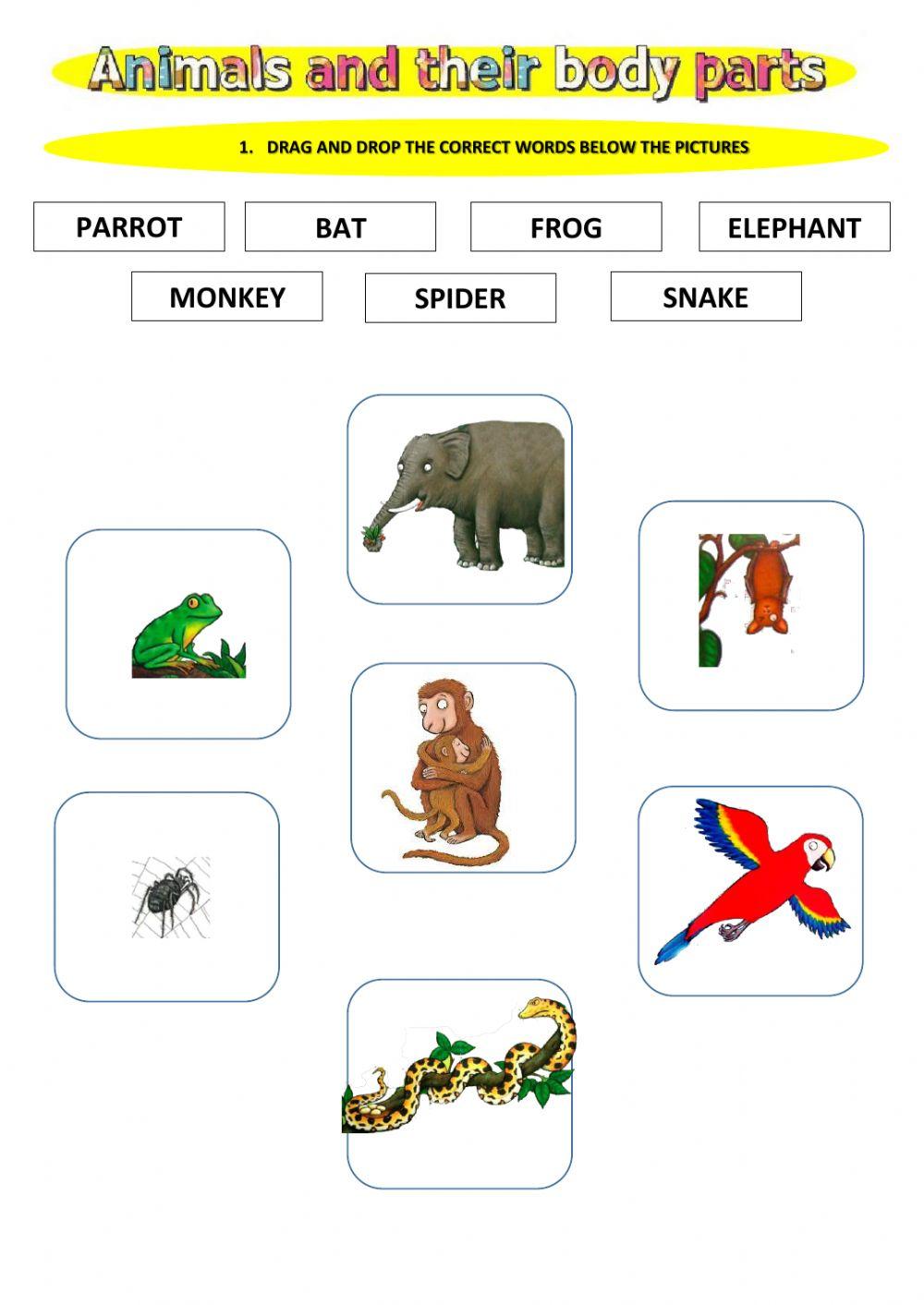 5643561 | ANIMALS+ PARTS OF THE BODY (MONKEY)