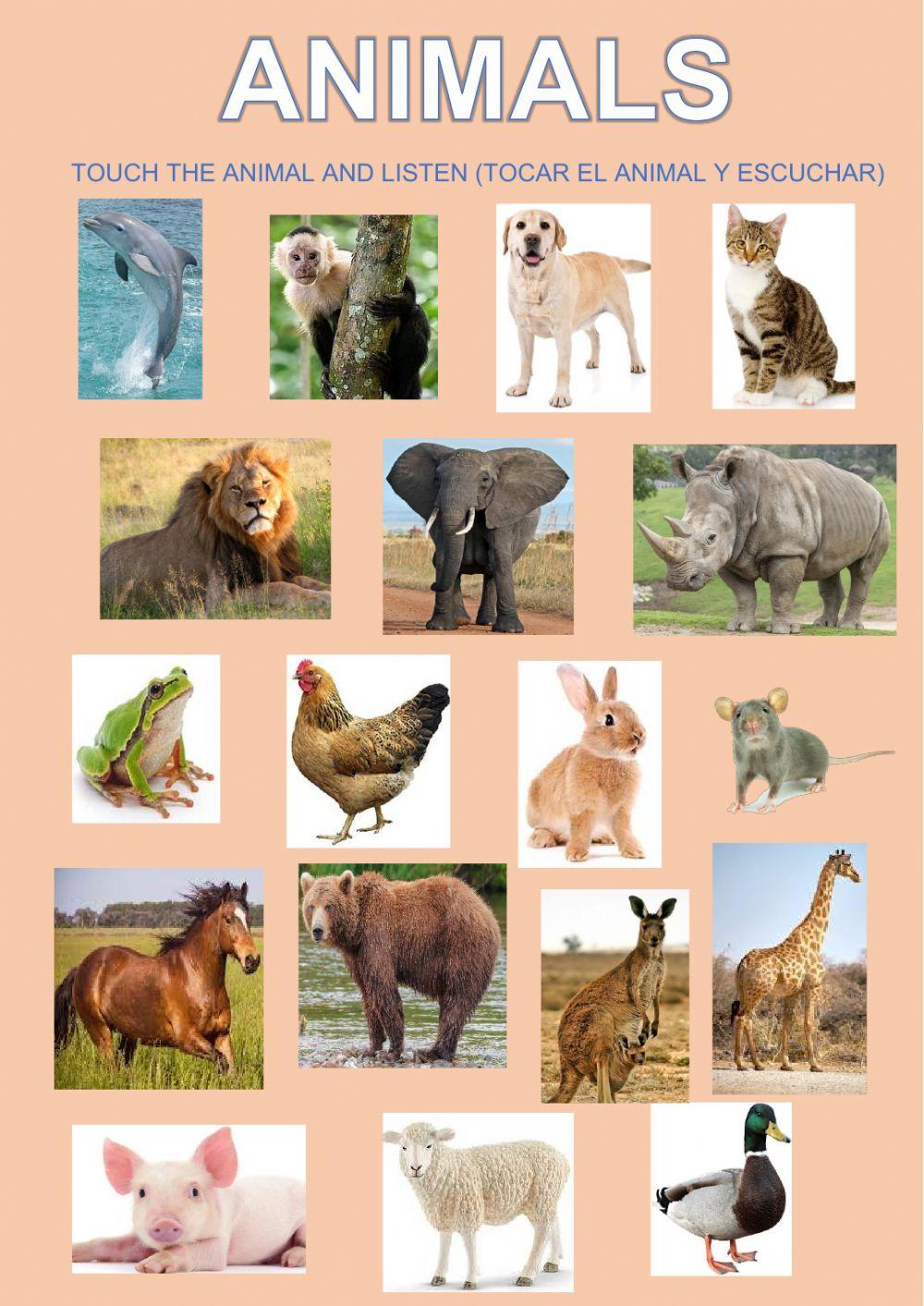 Animals online exercise for 1 grade | Live Worksheets