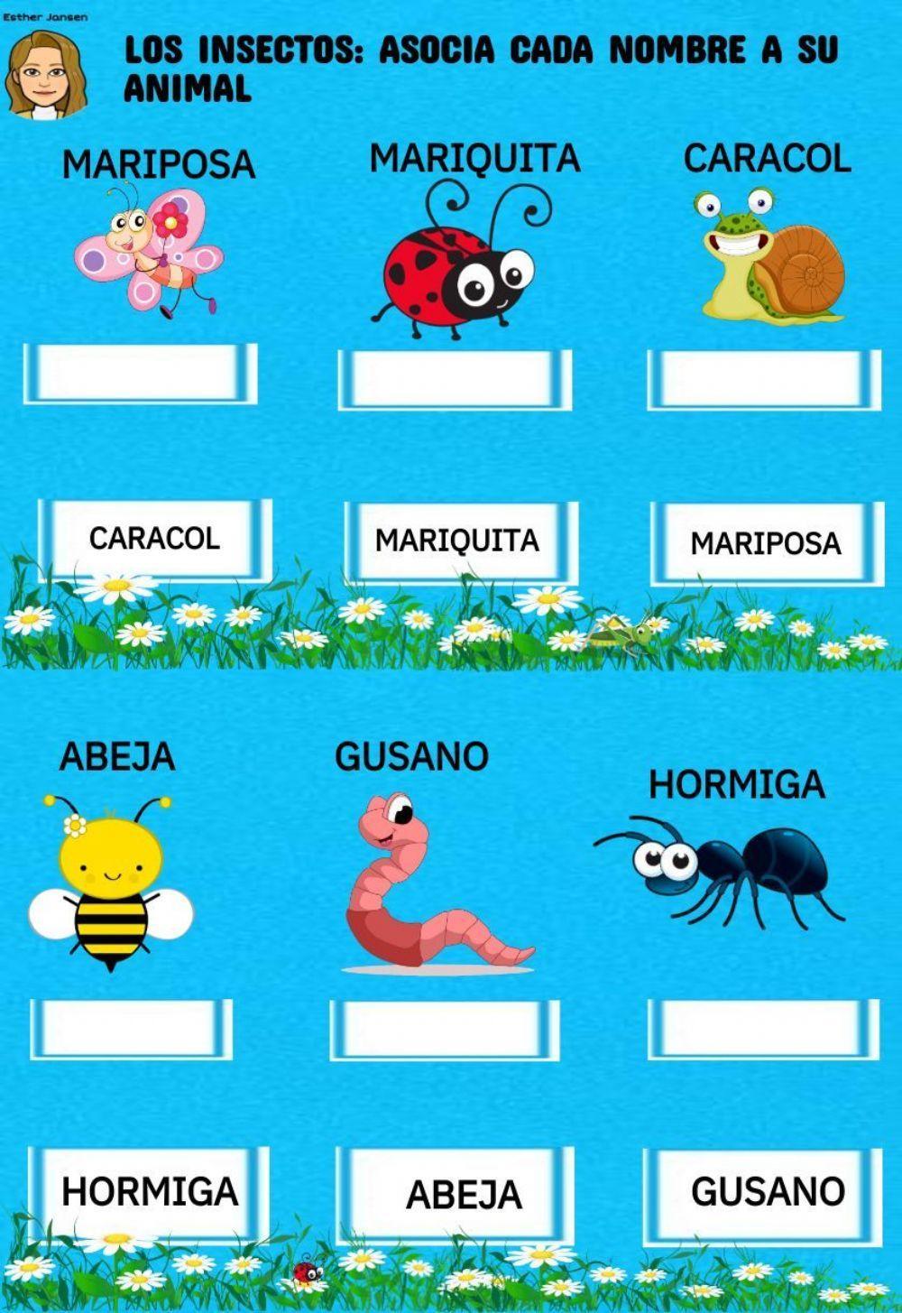 Nombres De Insectos