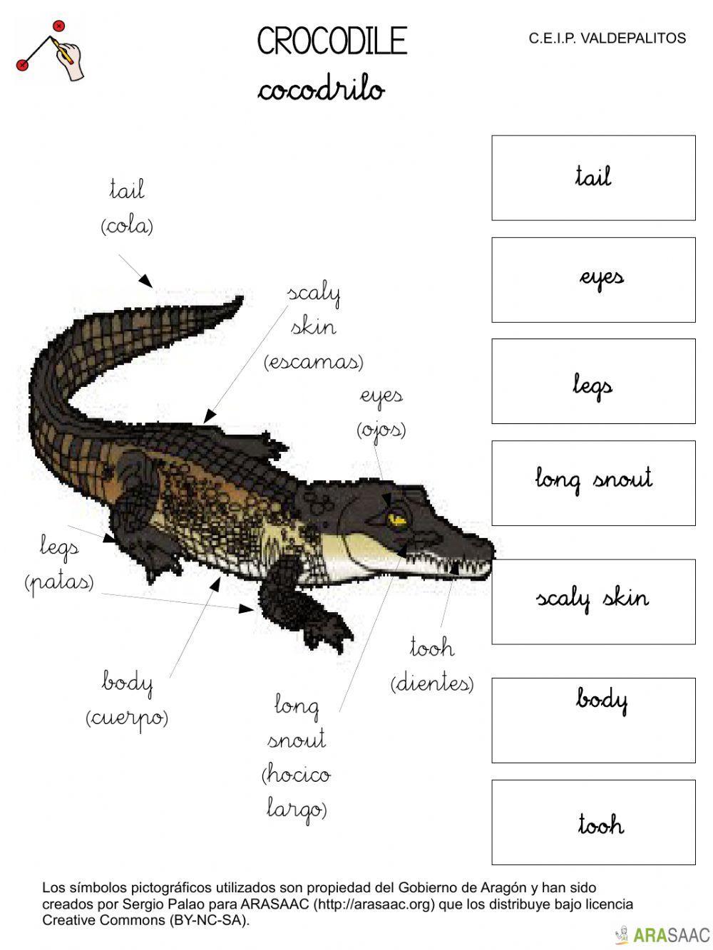 Body parts reptile worksheet | Live Worksheets