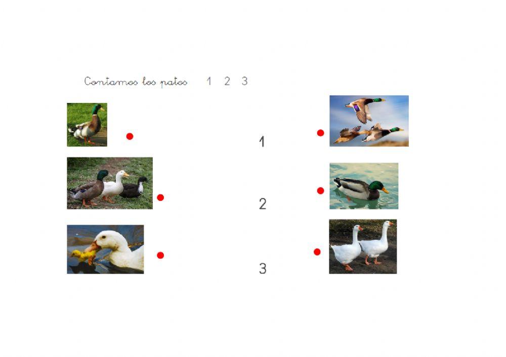 Contando patos 2 worksheet | Live Worksheets