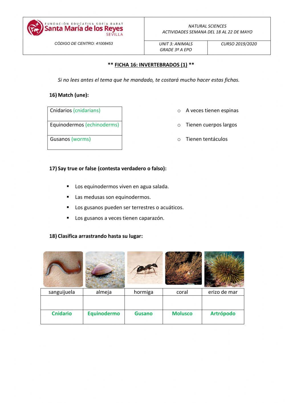 Los invertebrados interactive worksheet | Live Worksheets