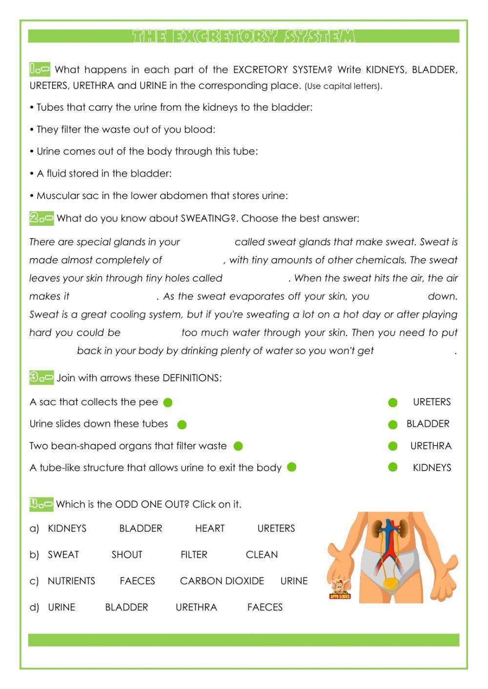 Excretory System | Free Interactive Worksheets | 190746