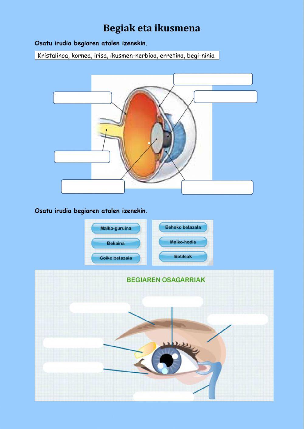 Begia eta ikusm… | Free Interactive Worksheets | 196228