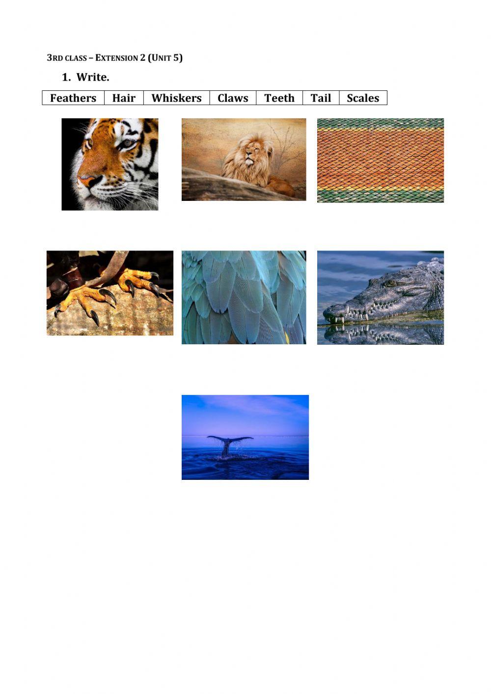 3rd class extension 2 (unit 5) worksheet | Live Worksheets