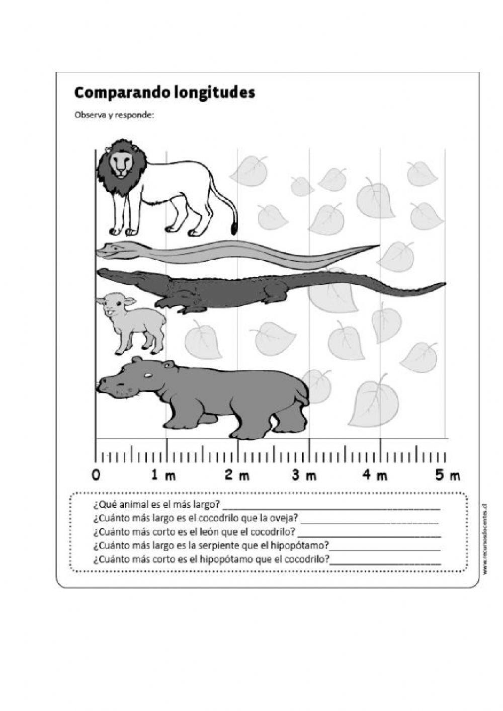 Comparar longitudes 1 | NURIA MONTIEL | Live